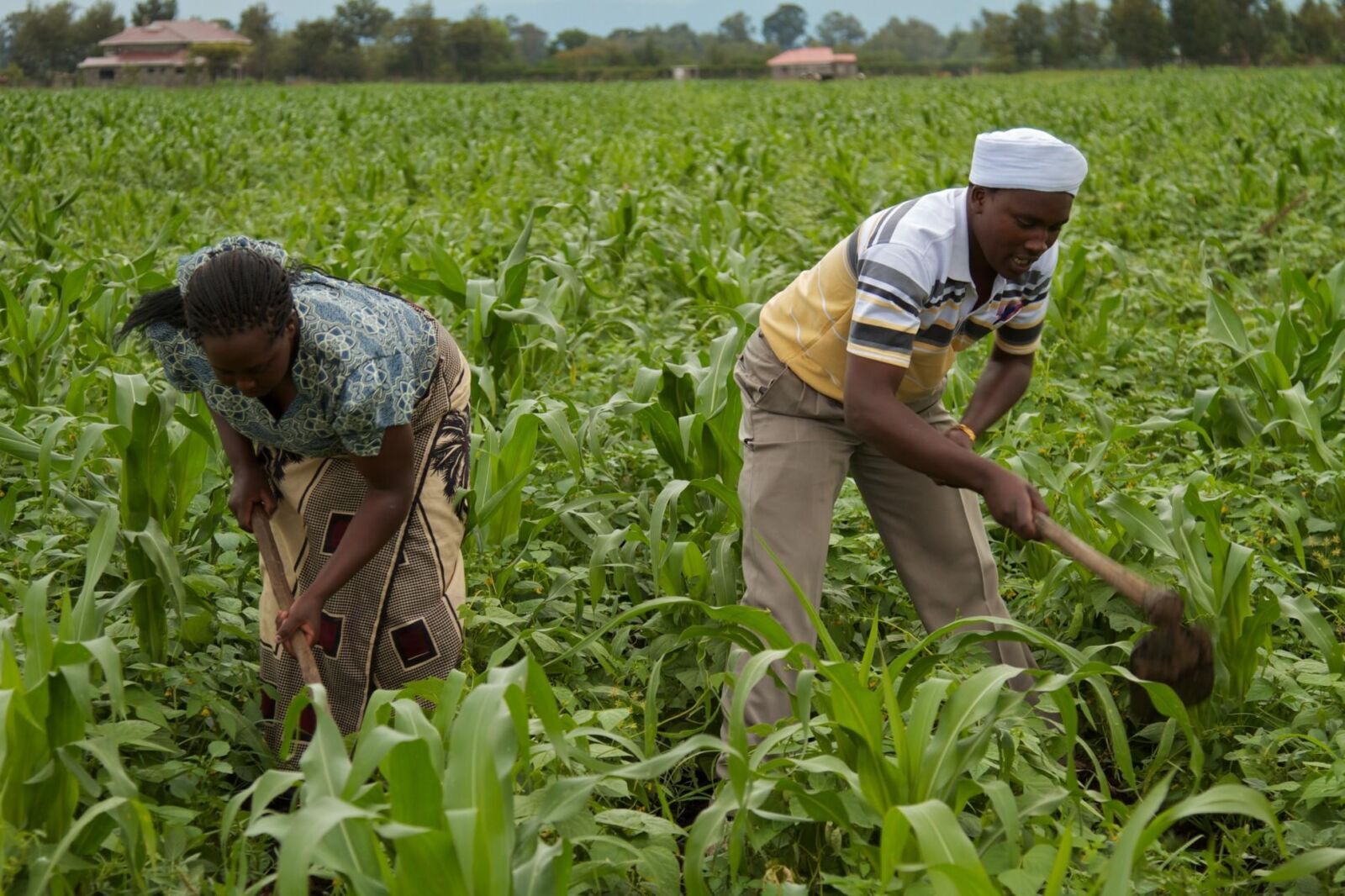 World Bank 2025: Jobs, Productivity,… | Sustainable Stories Africa