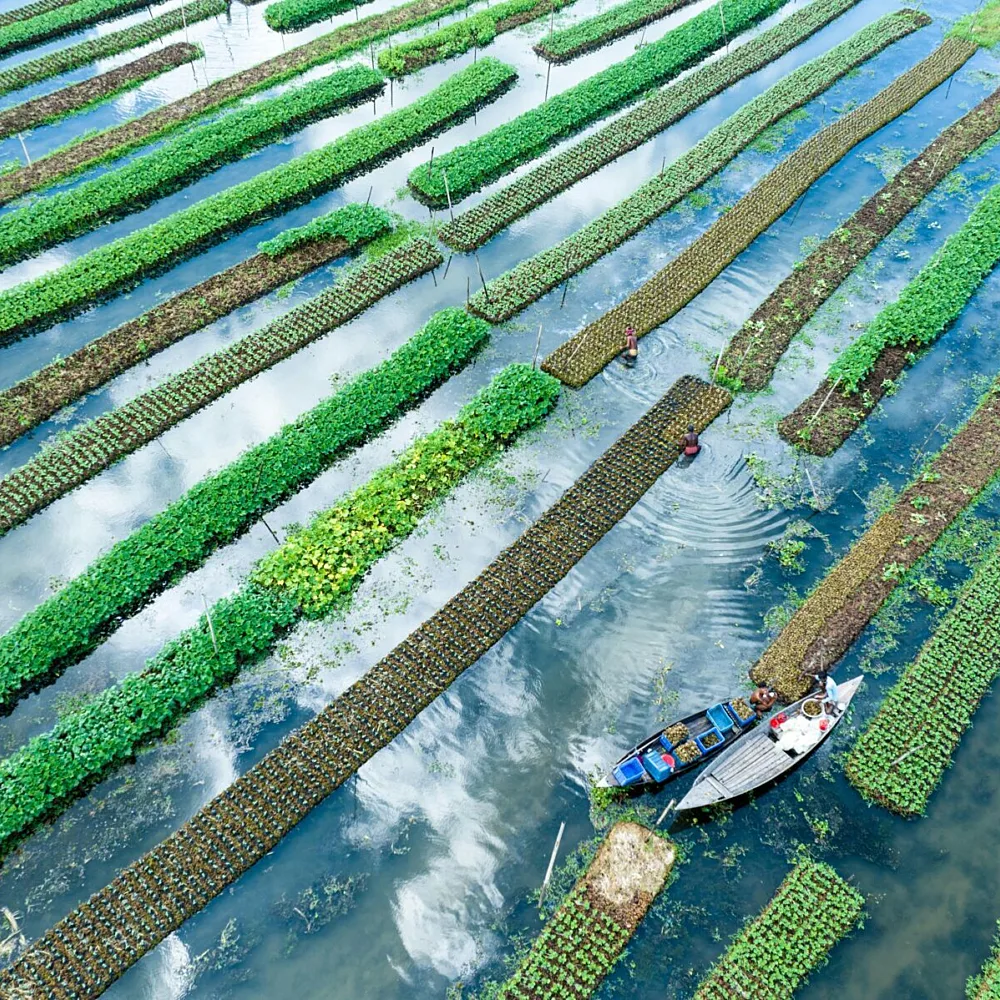 Rice–Fish Farming Boosts Incomes, Food… | Sustainable Stories Africa